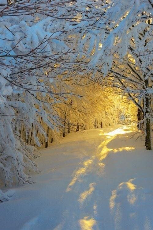 Remembering our Walk of Life – Light Pulsations